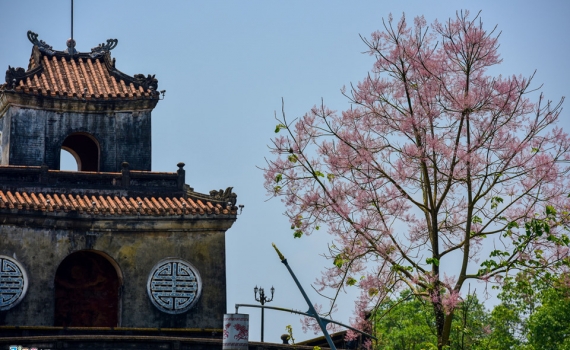 Ngắm hoa Ngô Đồng - loài hoa trong cung vua đang nở rộ - Báo Thái Bình ...